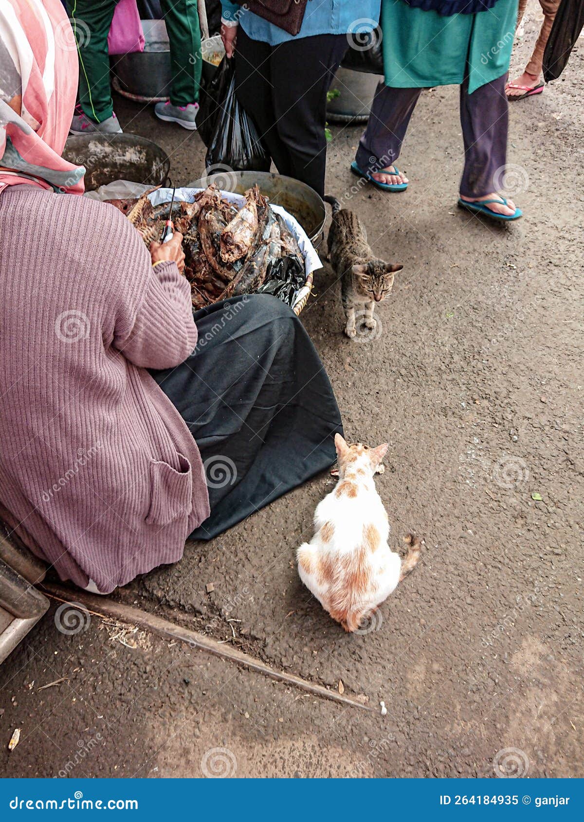 Poor cat hungry stock image. Image of person, hungr - 264184935