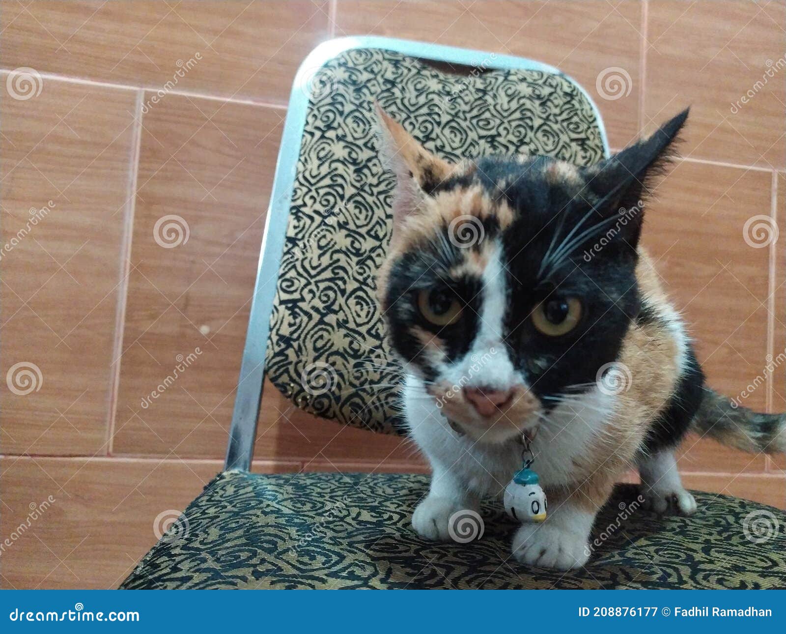 A poor cat 3 stock image. Image of animal, whiskers - 208876177