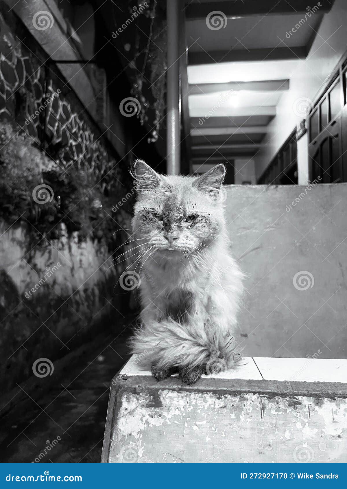 A poor cat stock photo. Image of skin, white, disease - 272927170