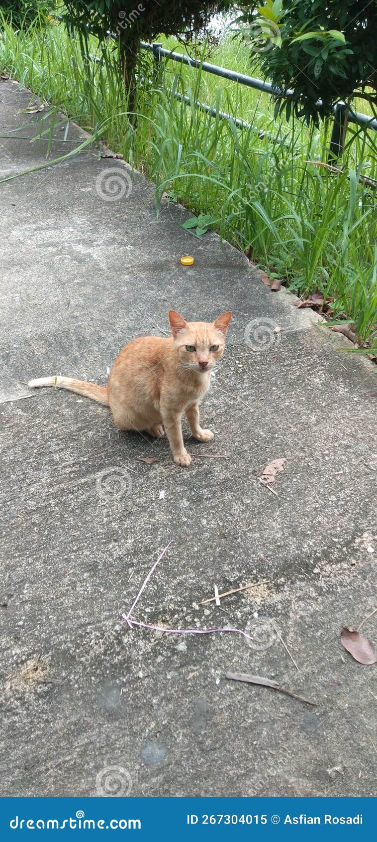 Poor Cat Waiting Some People Give Her Meal Stock Image - Image of tree, plant: 267304015