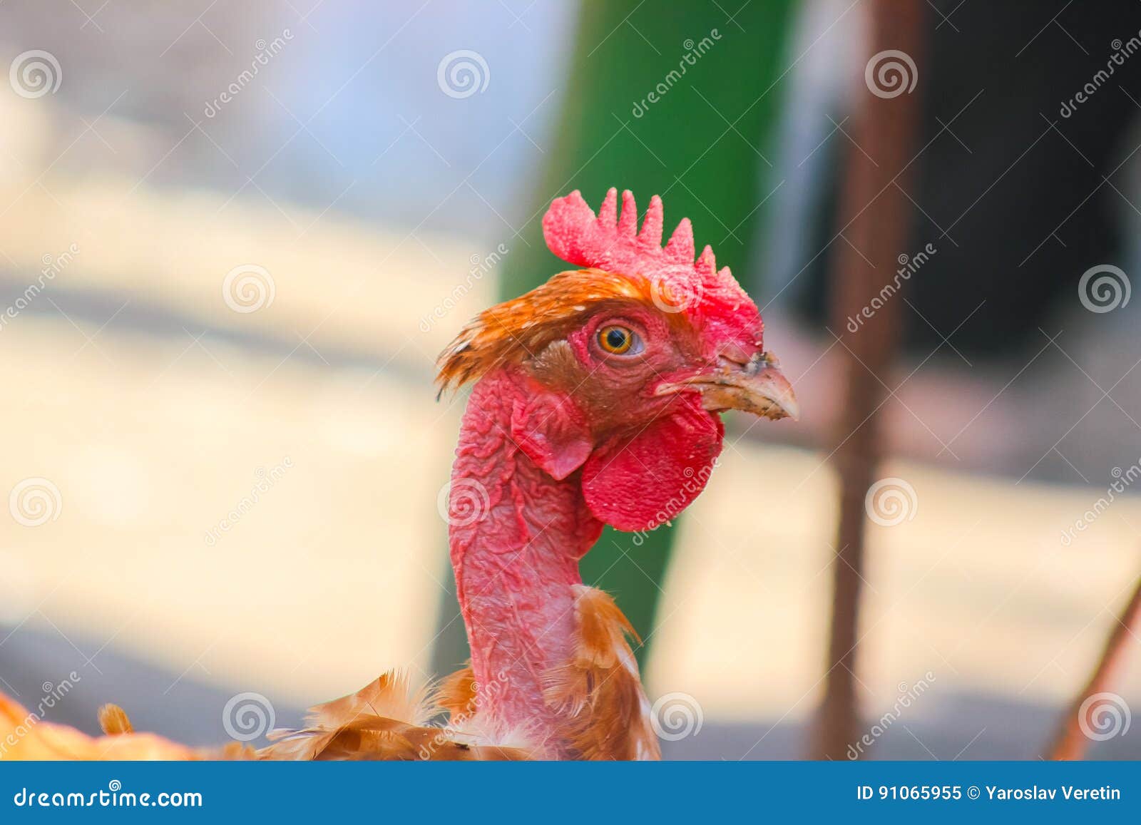 Poor Chicken Walking Around without Feathers Stock Image - Image of ...