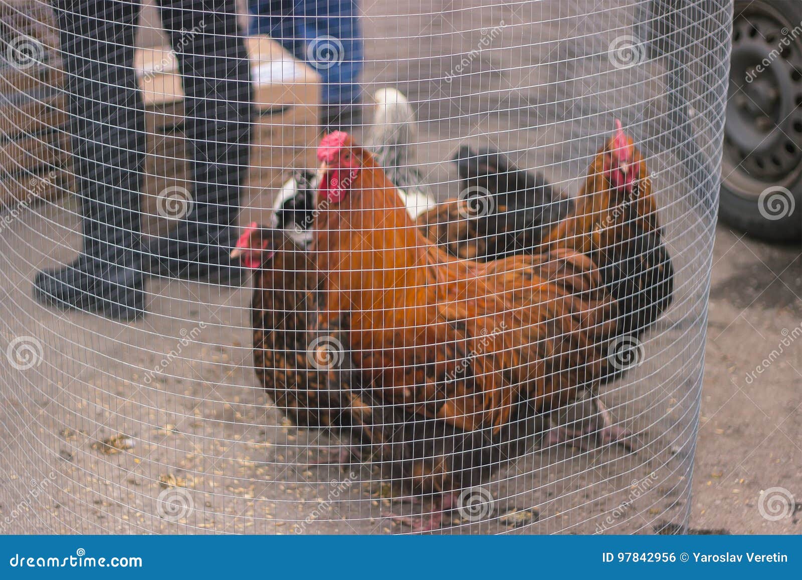 Poor Chicken Walking Around without Feathers Stock Photo - Image of ...