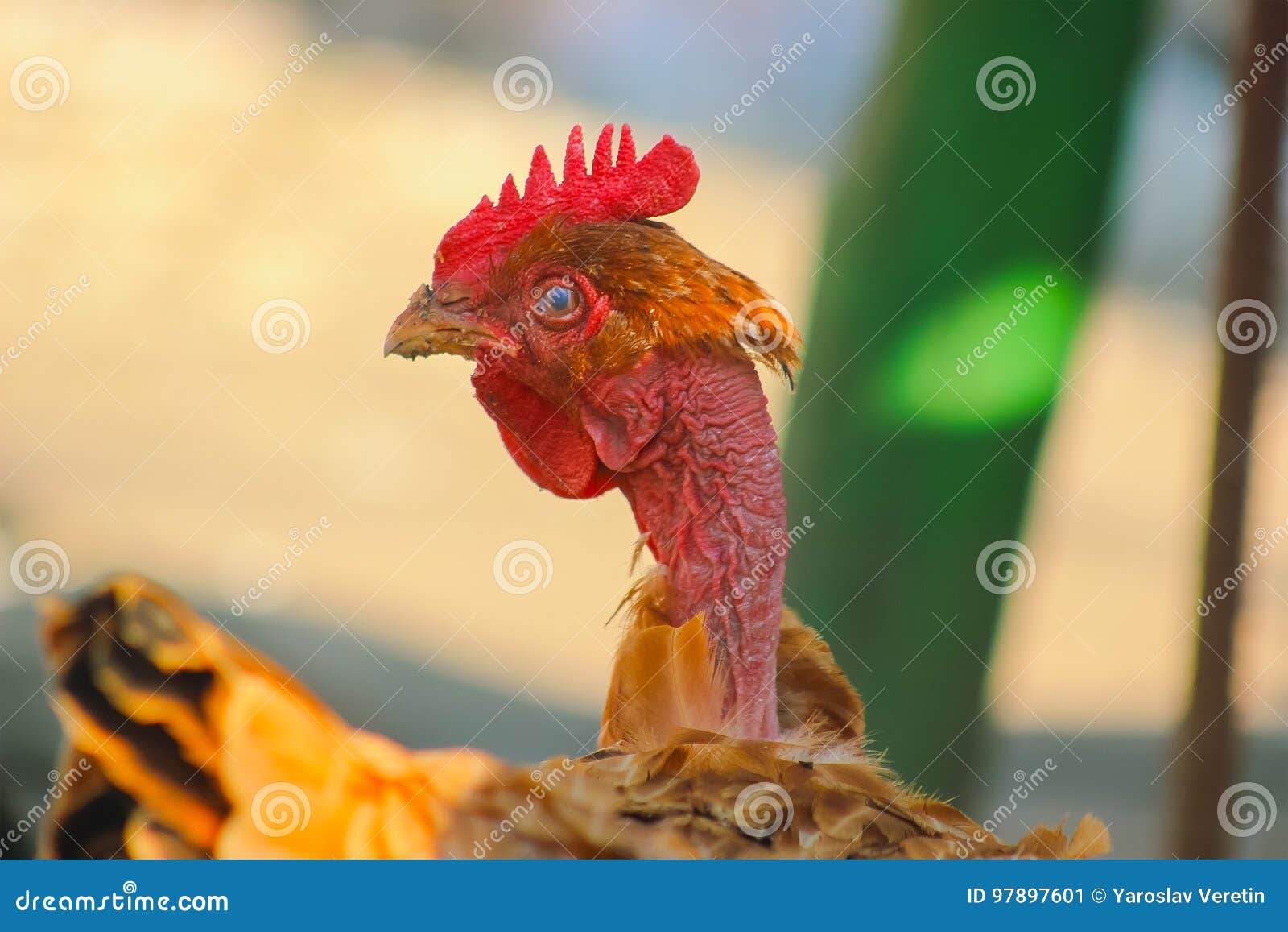 Poor Chicken Walking Around without Feathers Stock Image - Image of ...