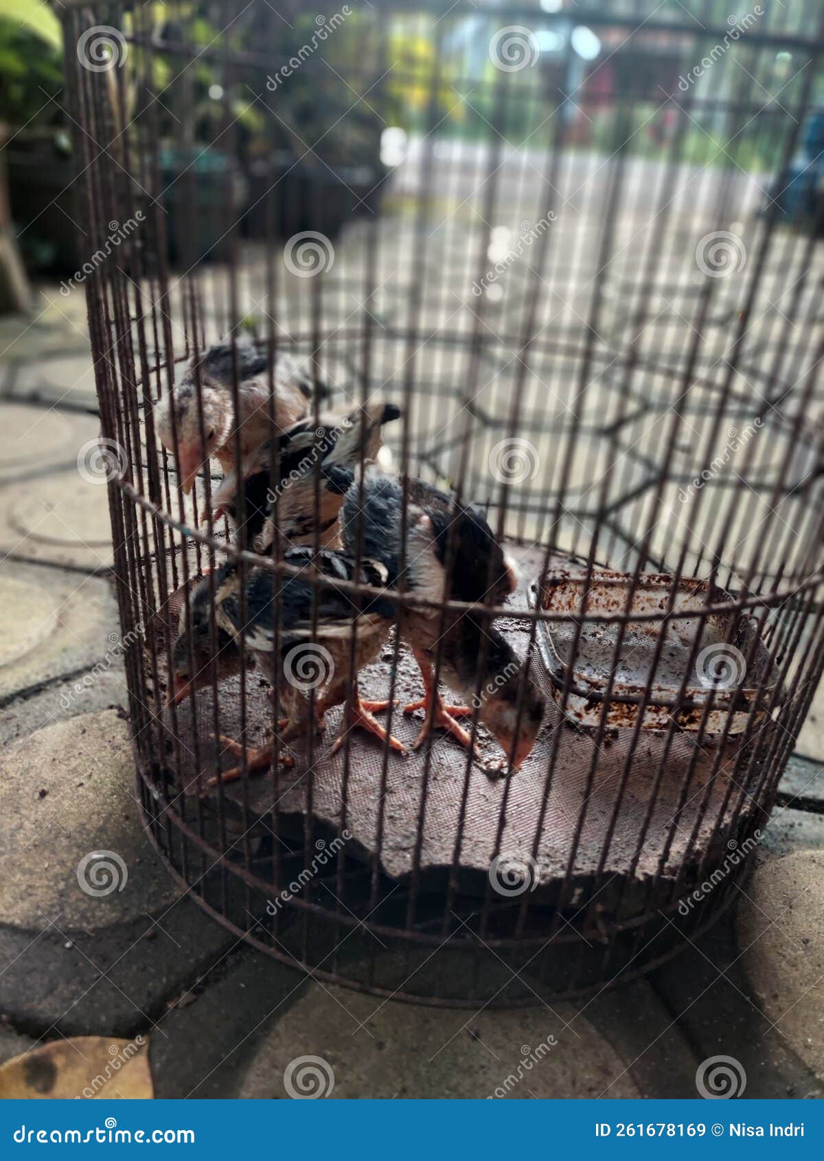 Poor chickens stock image. Image of wildlife, street - 261678169