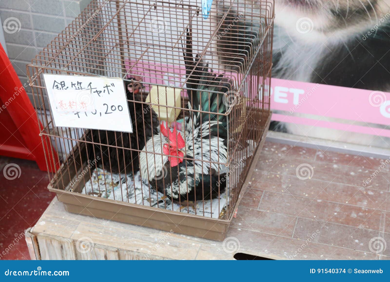 The Poor Chickens in Coup stock photo. Image of house - 91540374