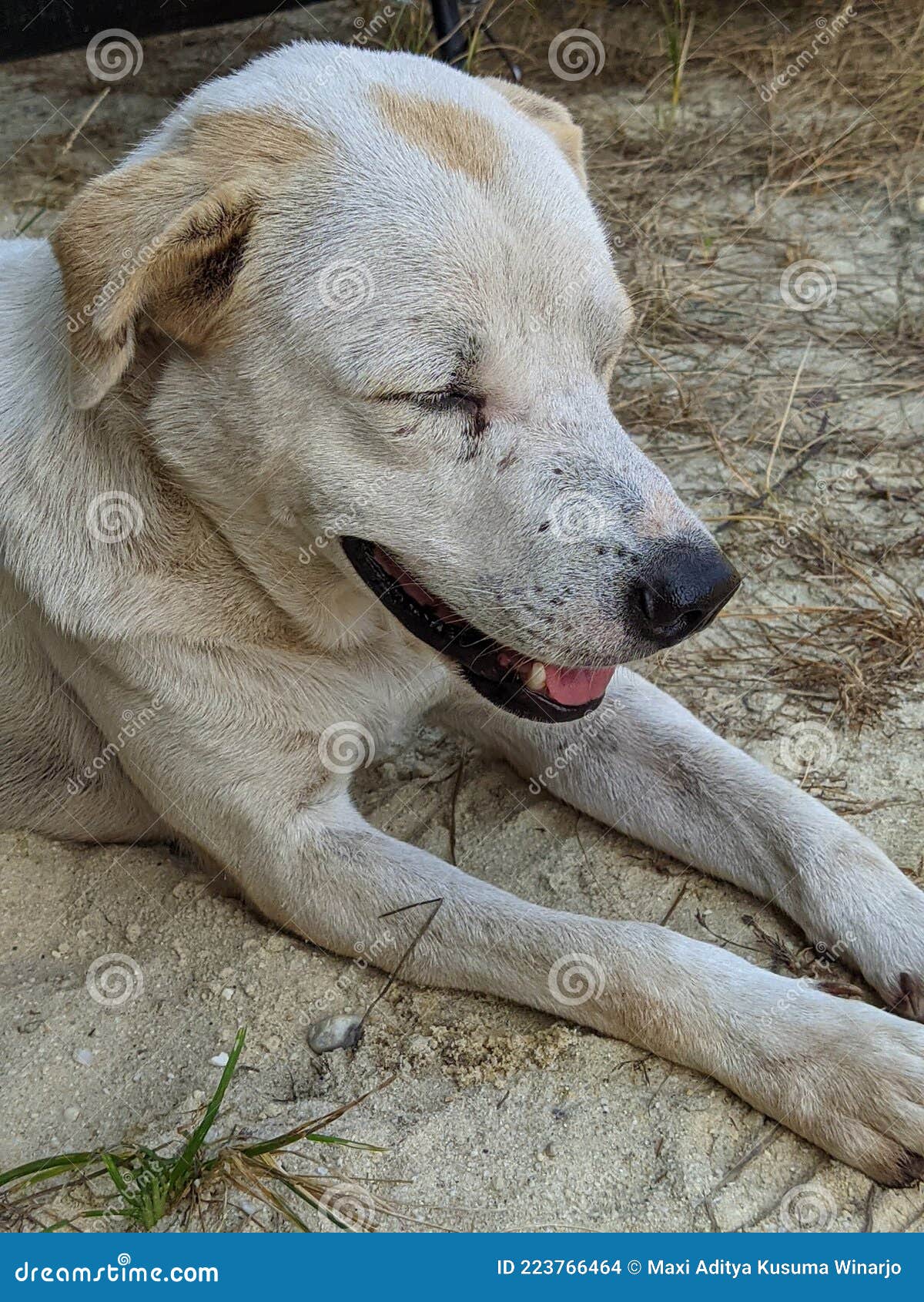 Poor country dog stock photo. Image of sand, statue - 223766464