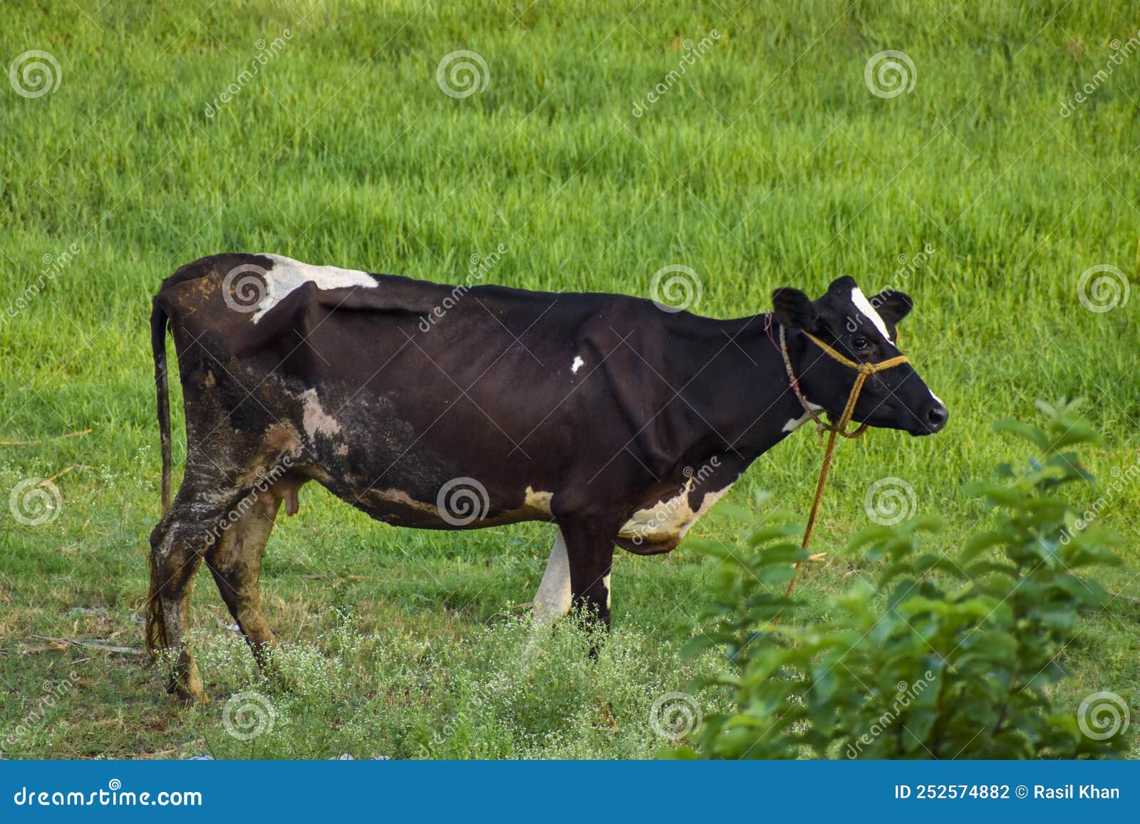 Poor Cow Stands on Grassland Stock Photo - Image of poor, stands: 252574882