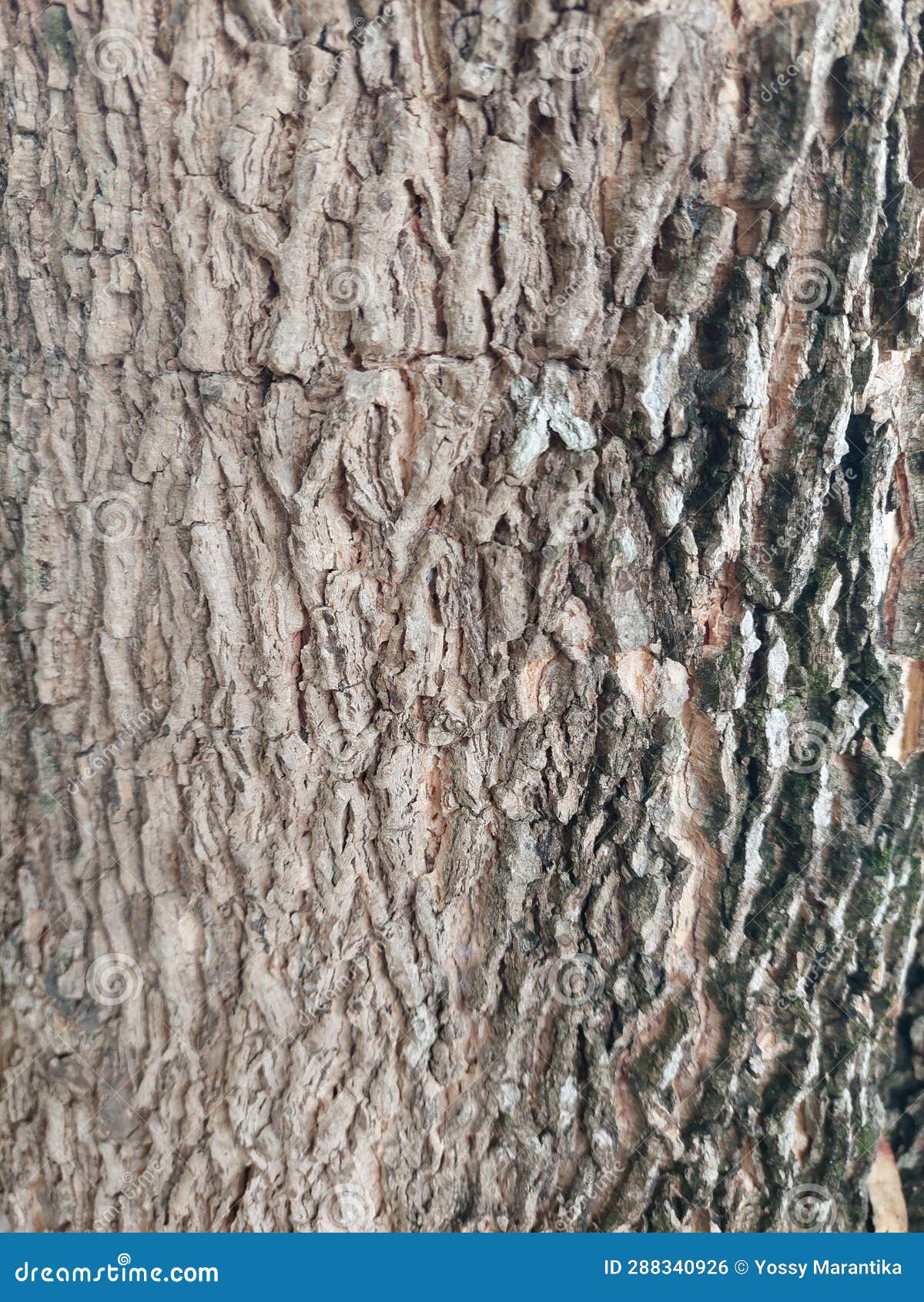Poor cracked tree bark stock photo. Image of plant, wall - 288340926