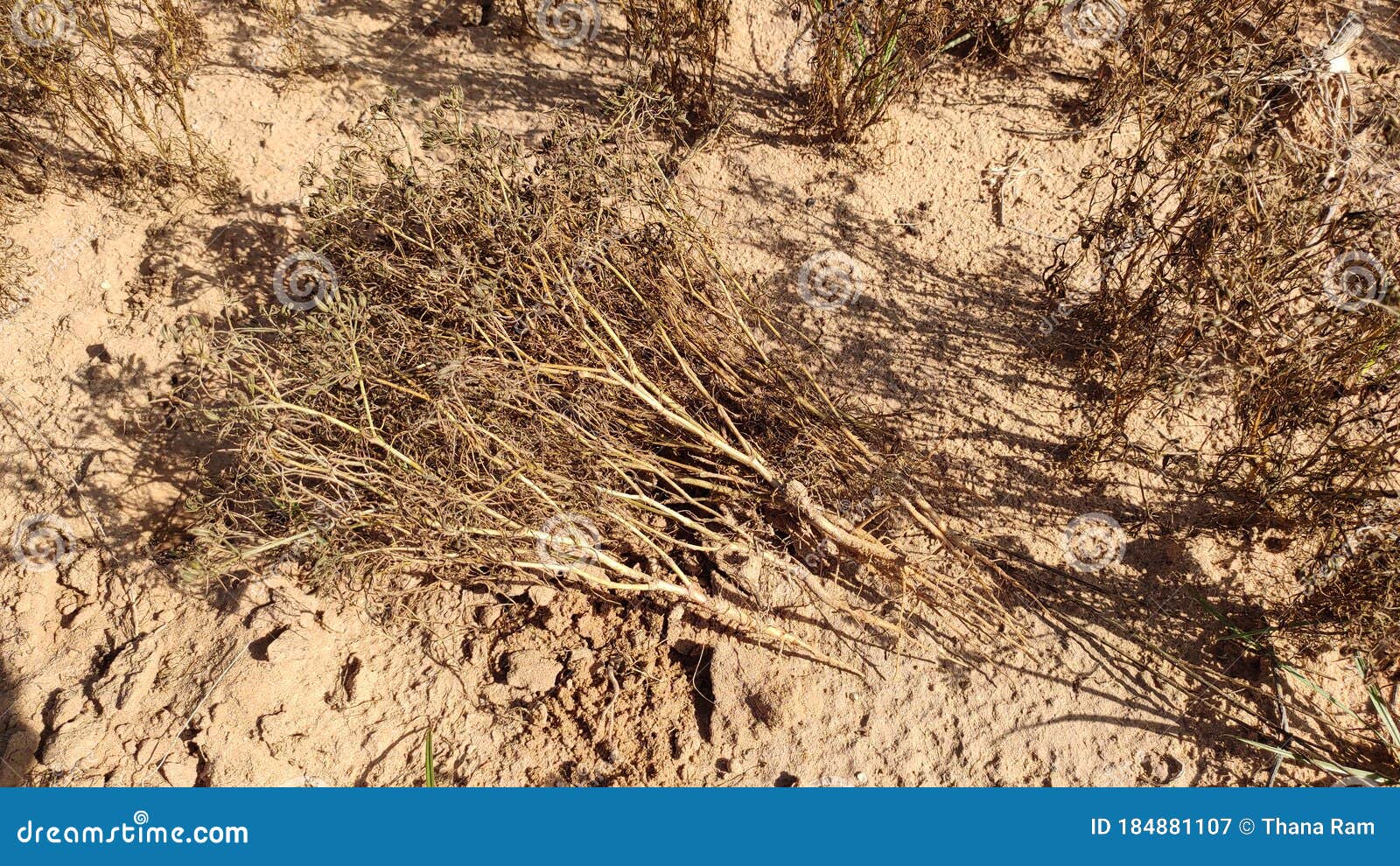 Damaged Cumin Crop Cause of Heavy Rain Stock Image - Image of harmful ...