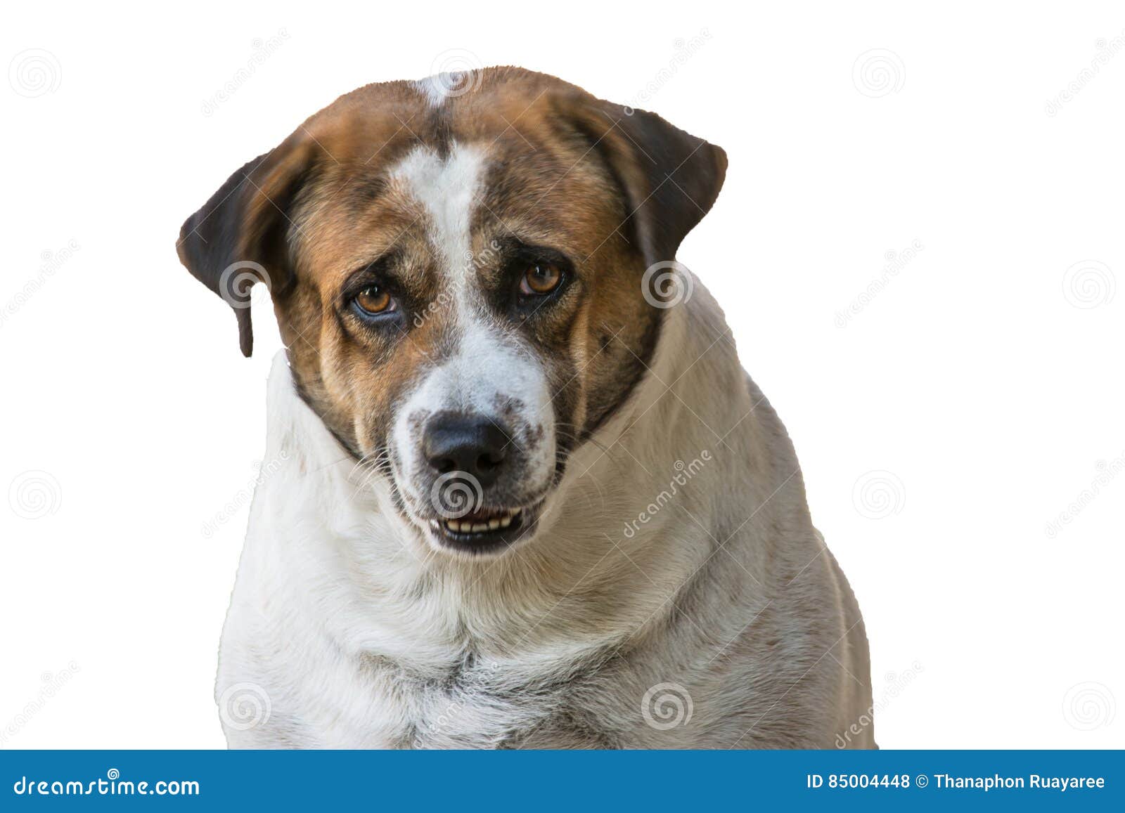 Poor cute dog. stock photo. Image of play, poor, hybrid - 85004448