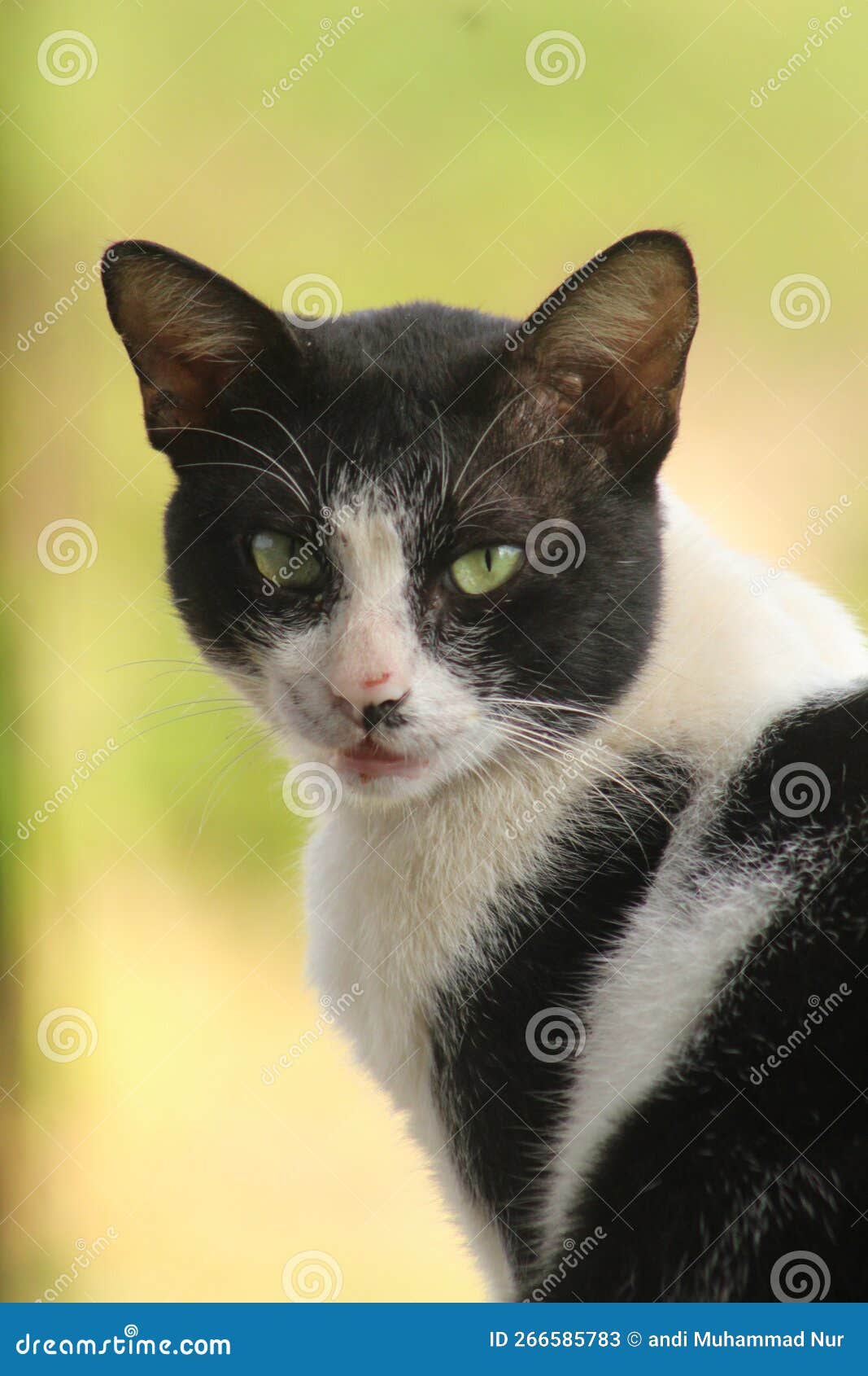 Poor Cute Domestic Cat in Front of House Stock Image - Image of ...