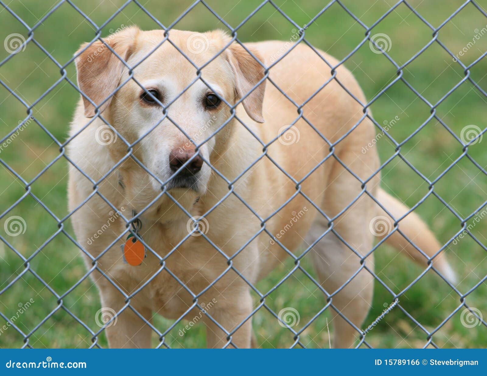 Poor dog stock photo. Image of hunting, water, retriever - 15789166