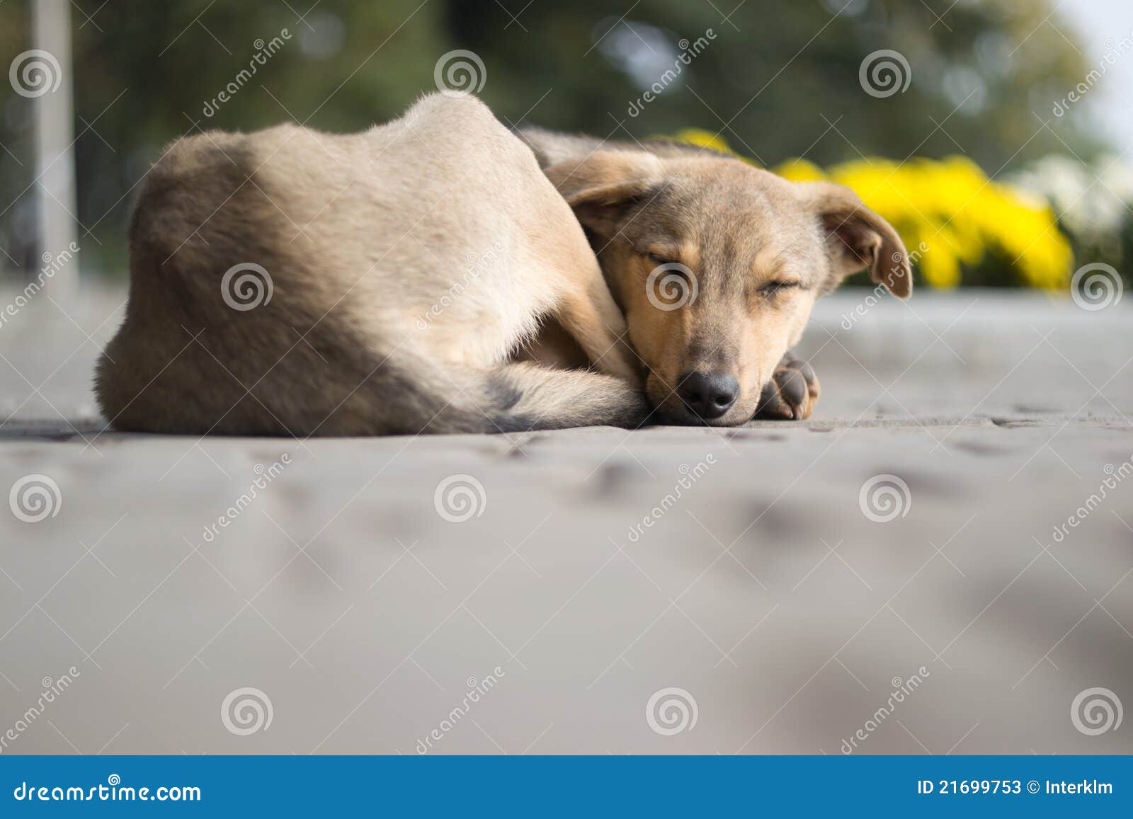 Poor dog stock image. Image of dreaming, street, lonely - 21699753