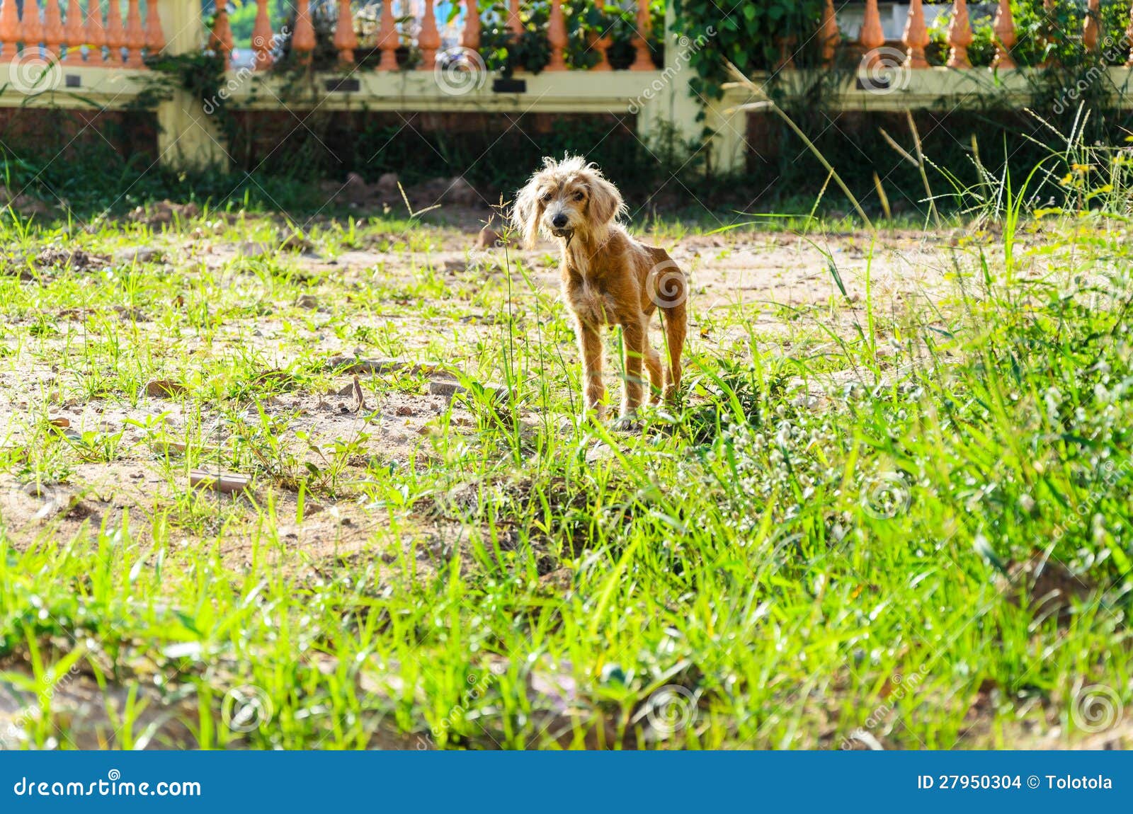 Poor dog stock photo. Image of canine, dirty, alone, poverty - 27950304