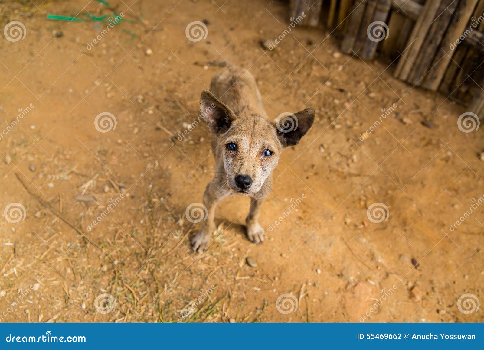 Poor dog stock photo. Image of dirty, little, poor, small - 55469662