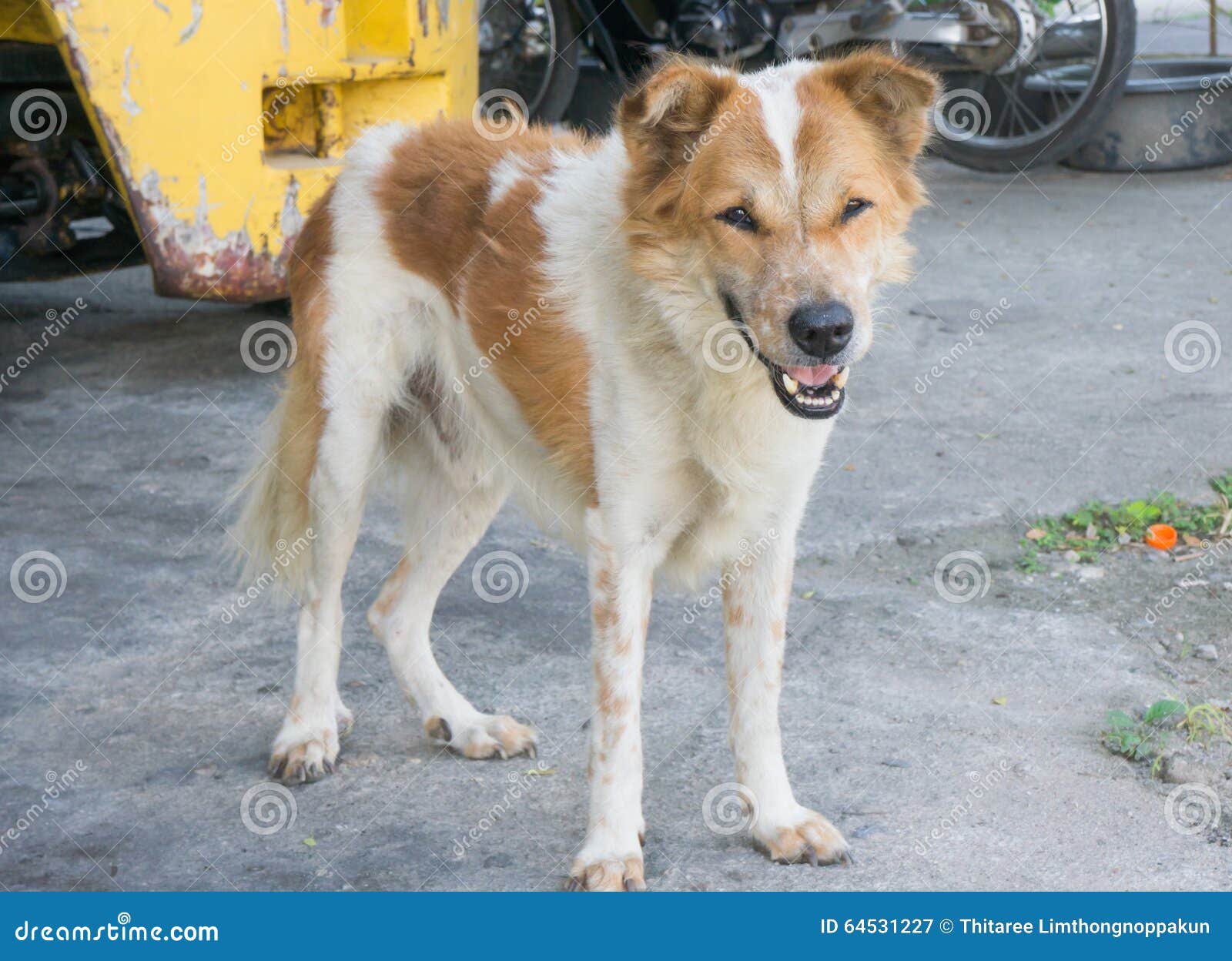 Poor dog look at something stock image. Image of stray - 64531227