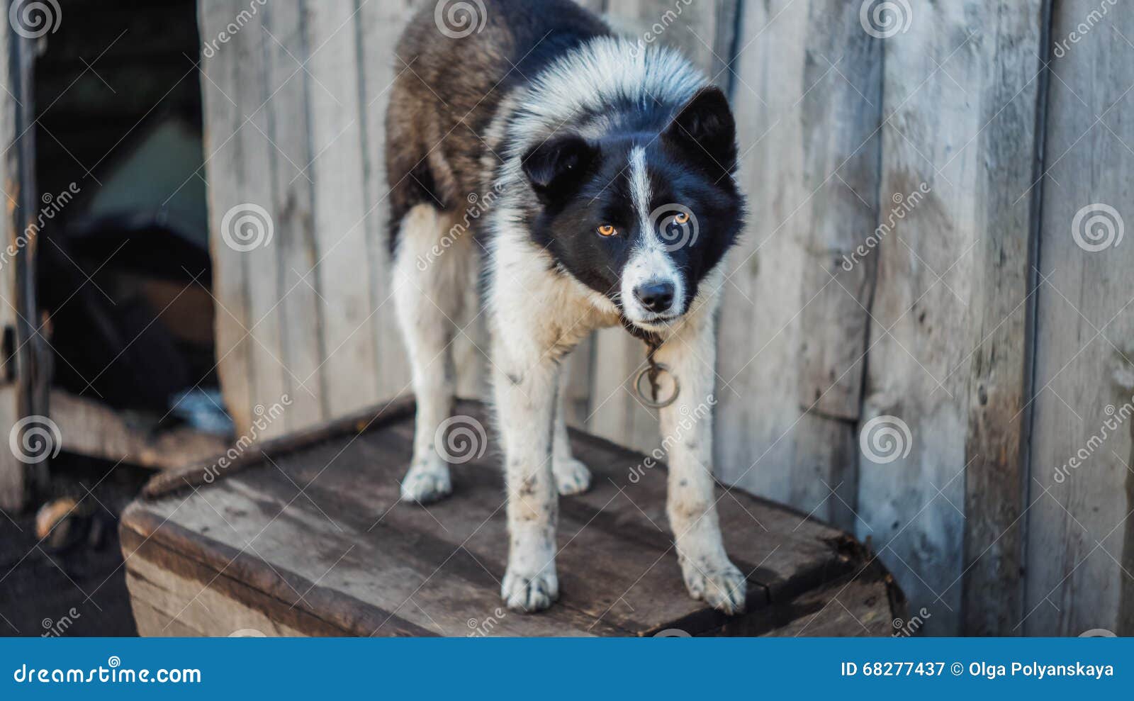 Poor dog near his house stock image. Image of humorous - 68277437