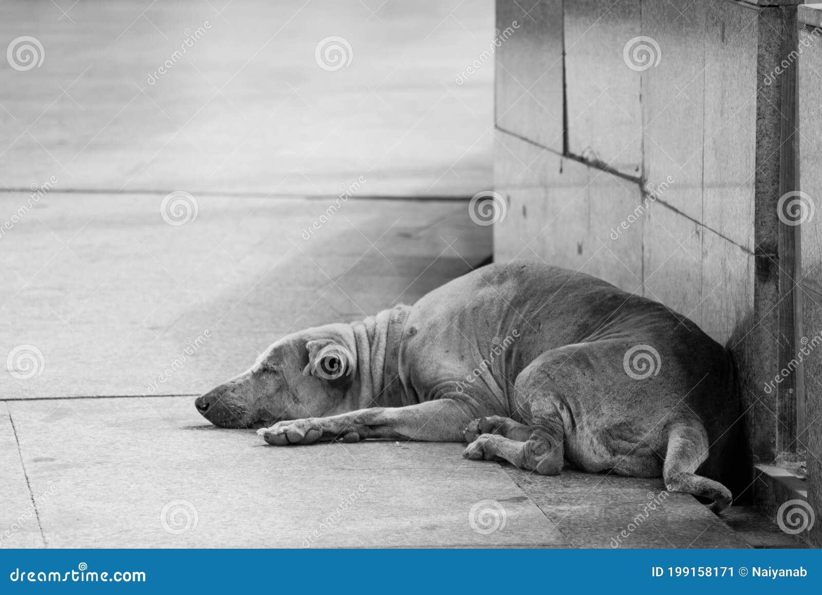 Poor Dog Sleeping on Footpath Stock Image - Image of abandoned ...