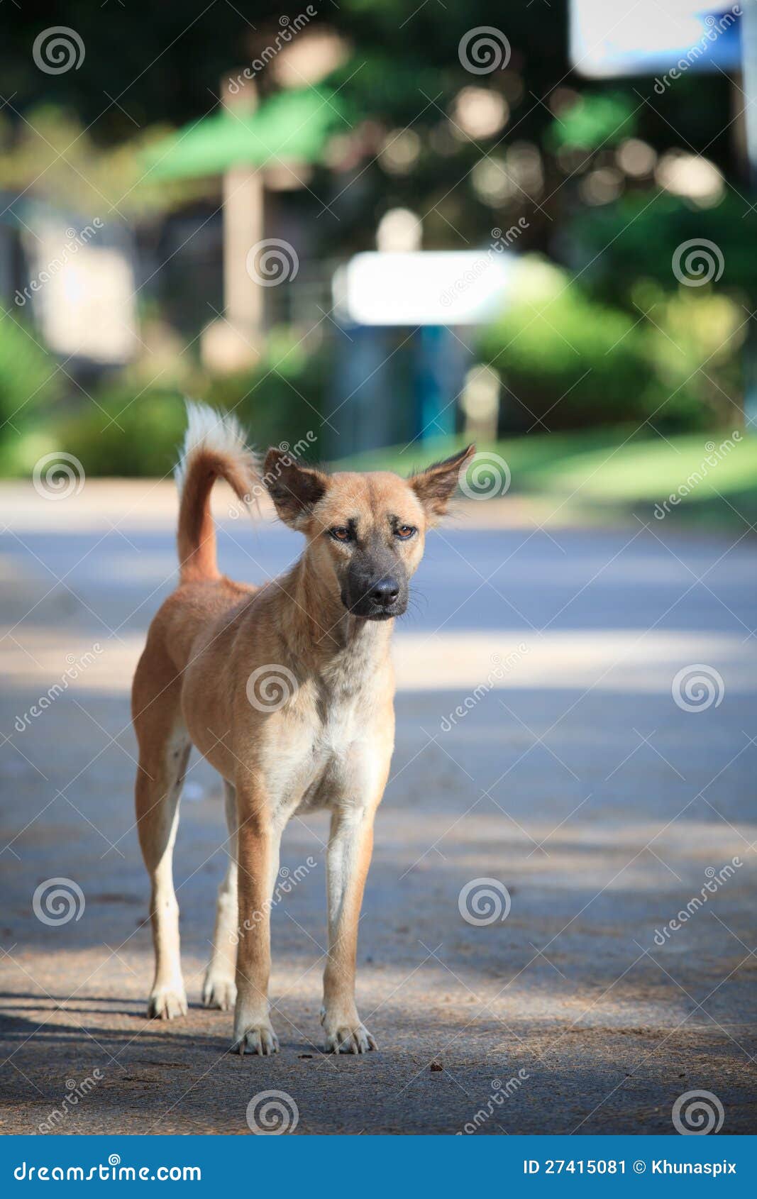 Poor Dog Standing on Natural Ground Stock Image - Image of sadness ...