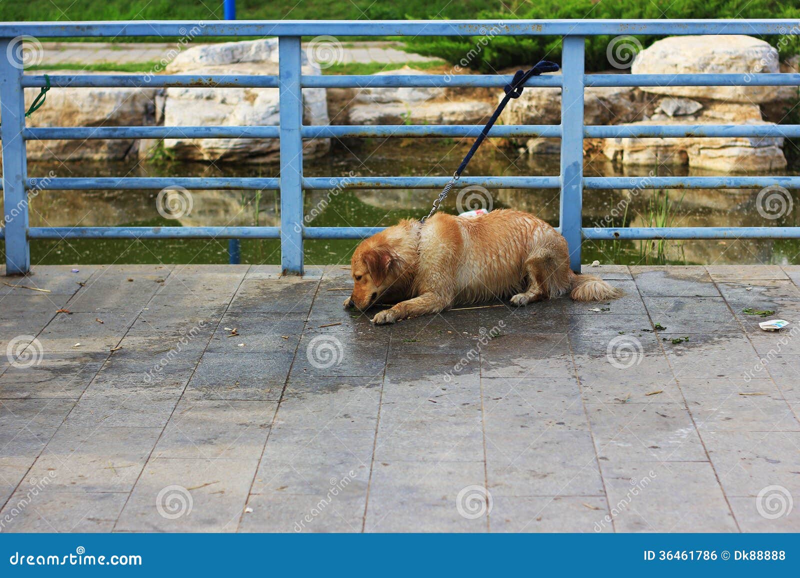 The poor dog stock photo. Image of health, hungry, city - 36461786
