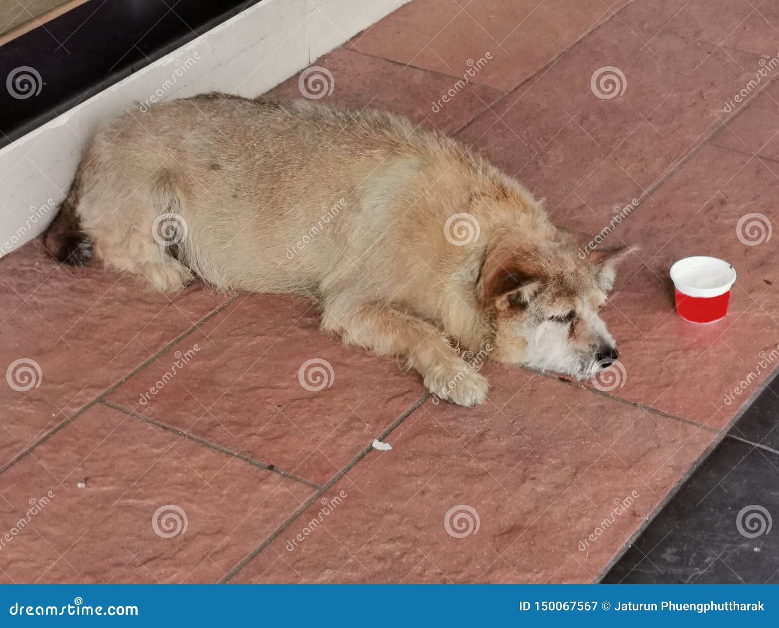 The poor dog in a street stock image. Image of mammal - 150067567