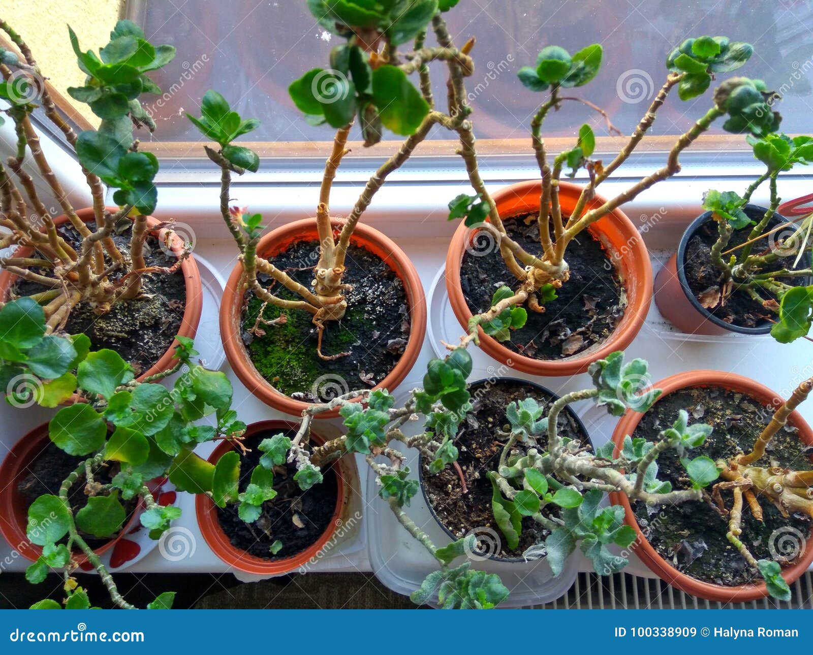 Poor dried out plants stock image. Image of pots, dried - 100338909