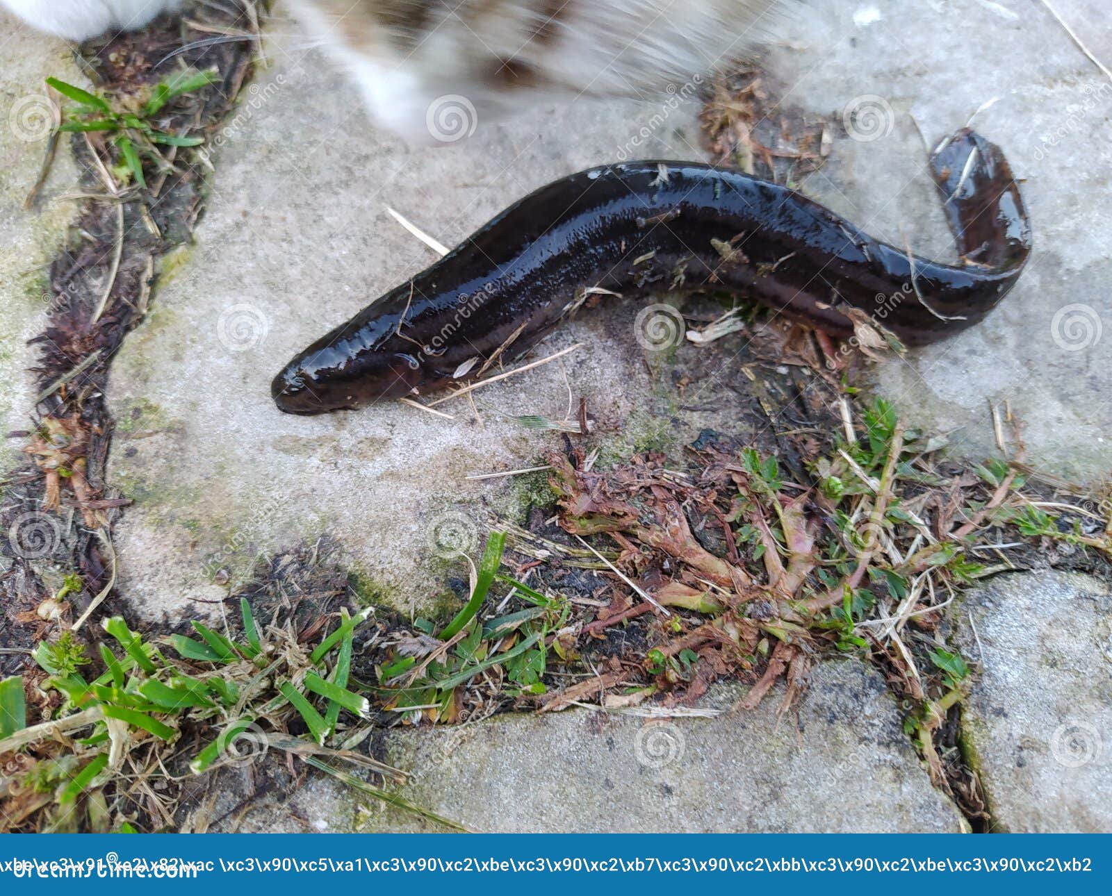 Poor fish on bricks stock image. Image of poor, soil - 255427867