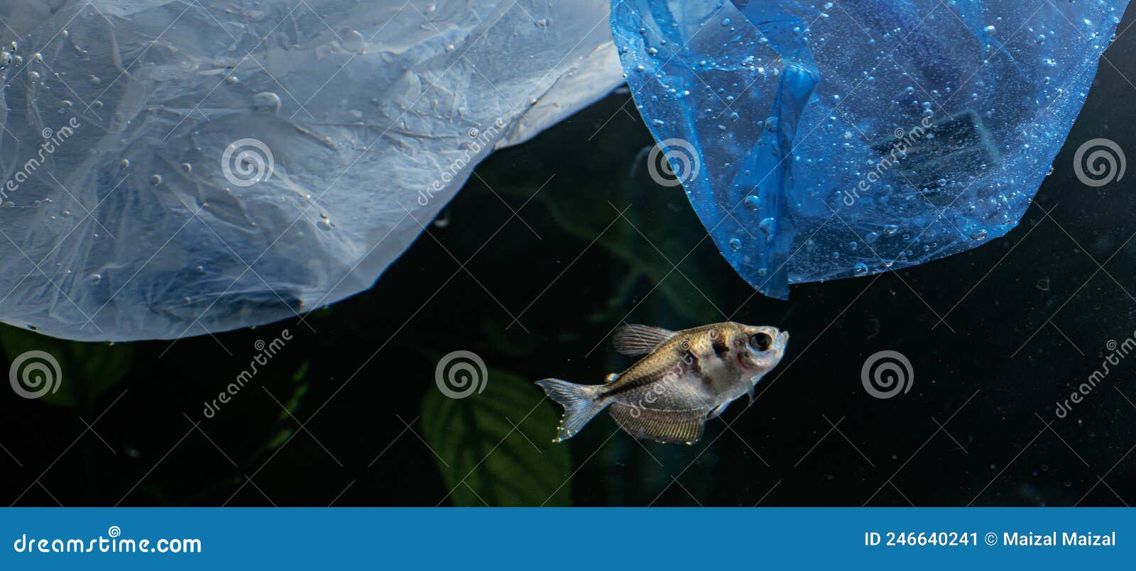 Fish Surrounded by Plastic Trash Stock Image - Image of fish, dangerous ...