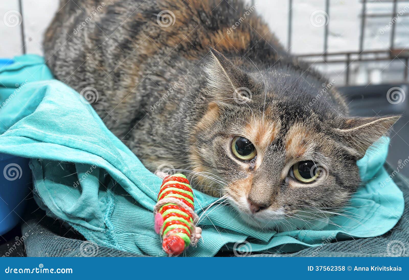 Poor frightened cat stock photo. Image of eyes, lost - 37562358