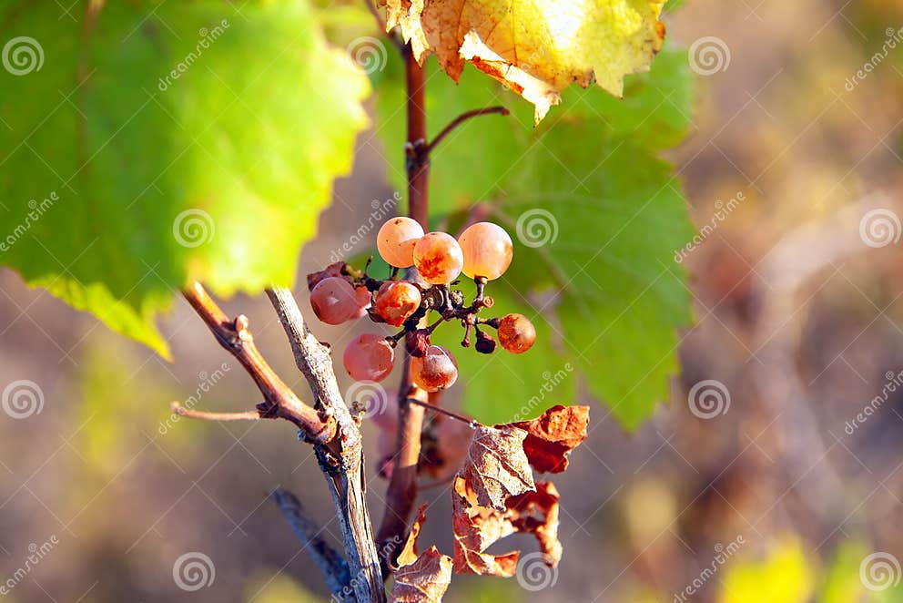 Poor grape harvest stock photo. Image of autumn, decay - 197972080