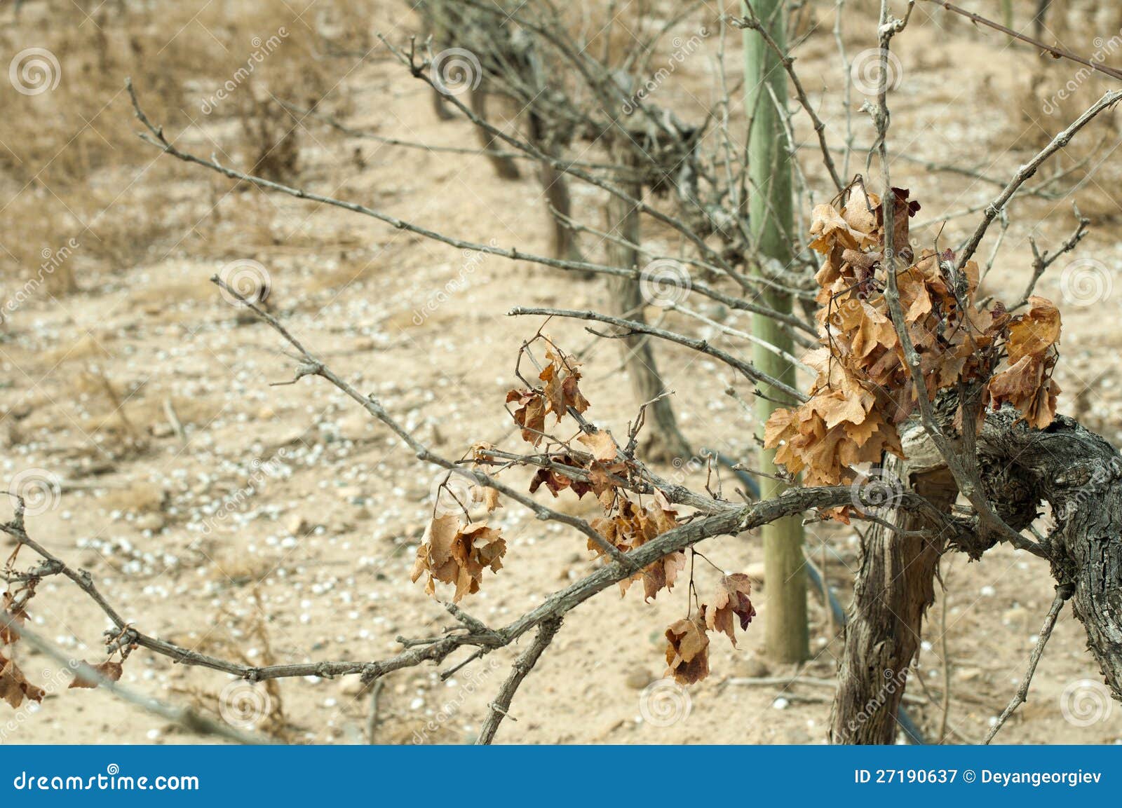 Poor harvest vineyards stock image. Image of closeup - 27190637
