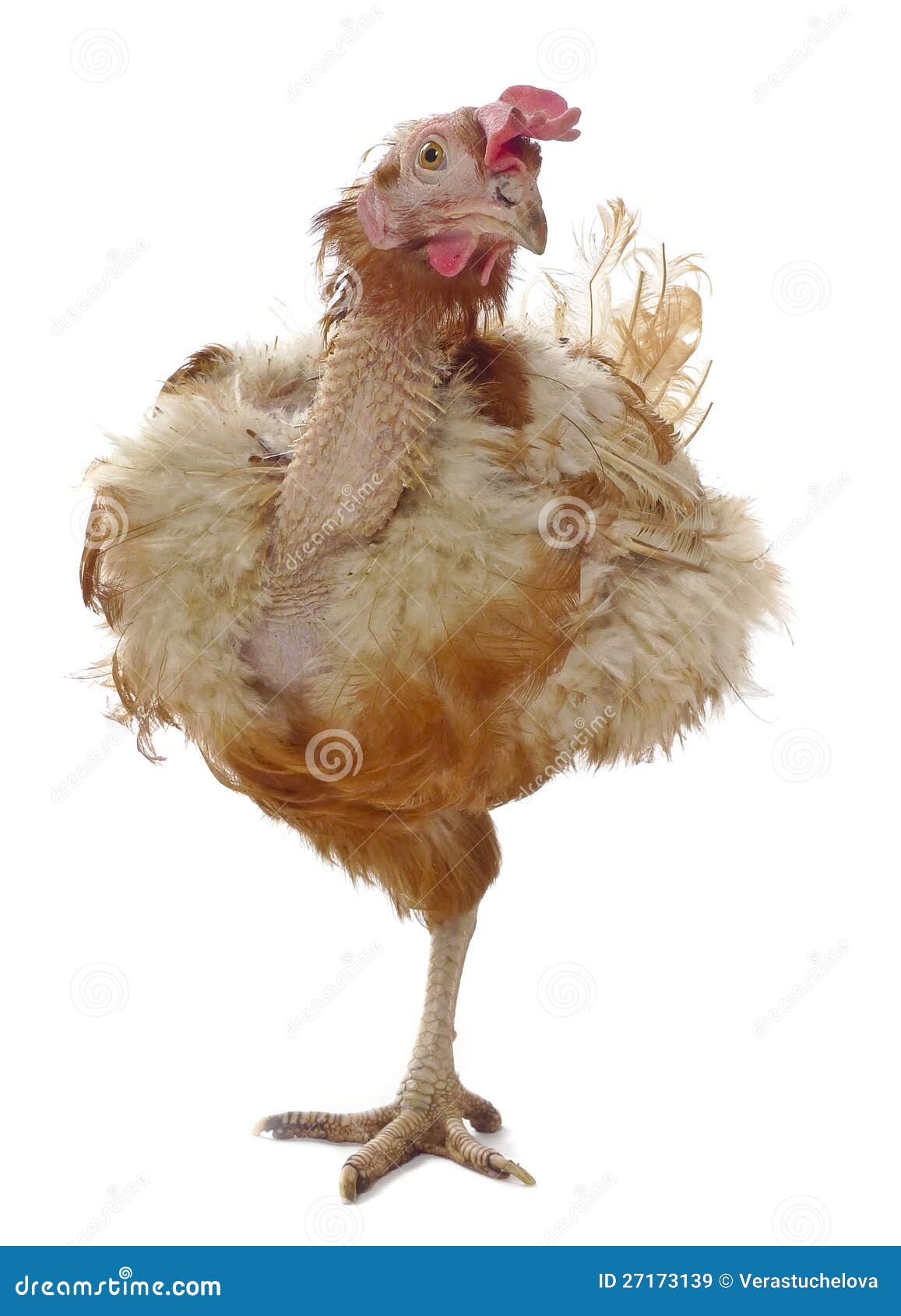 A Poor Hen from Caged Farming Stock Image - Image of protection, alive ...