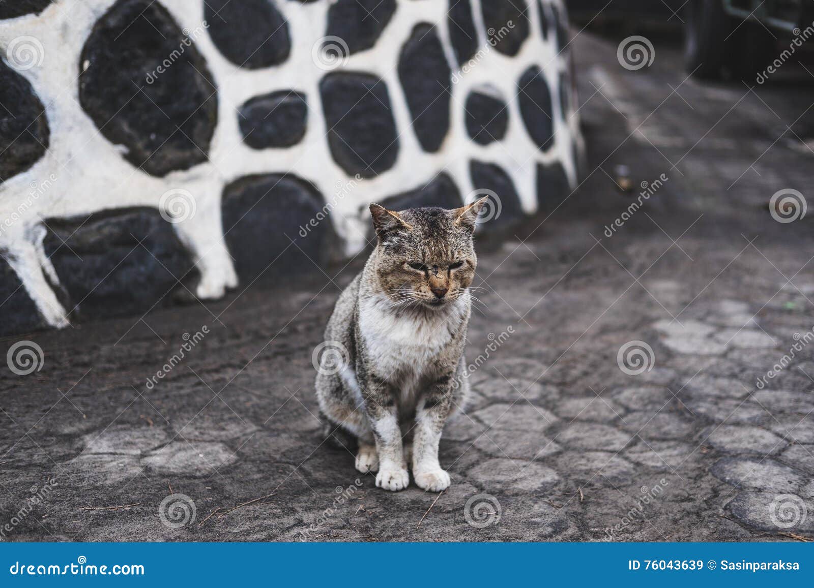 Poor homeless fighter cat stock image. Image of miserable - 76043639