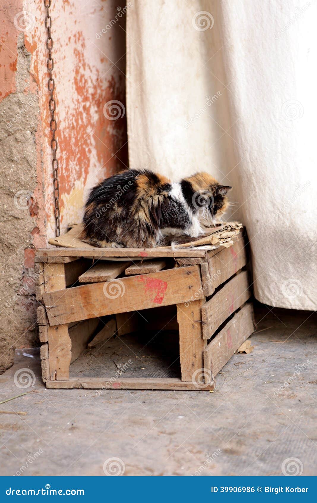 Poor and ill stray cat stock photo. Image of rights, skin - 39906986