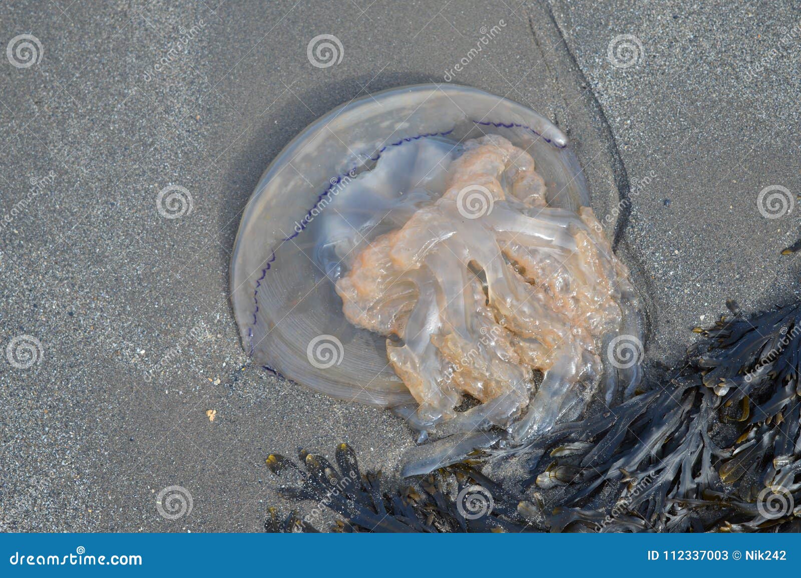 Poor jellyfish stock image. Image of ashore, mediterranean - 112337003