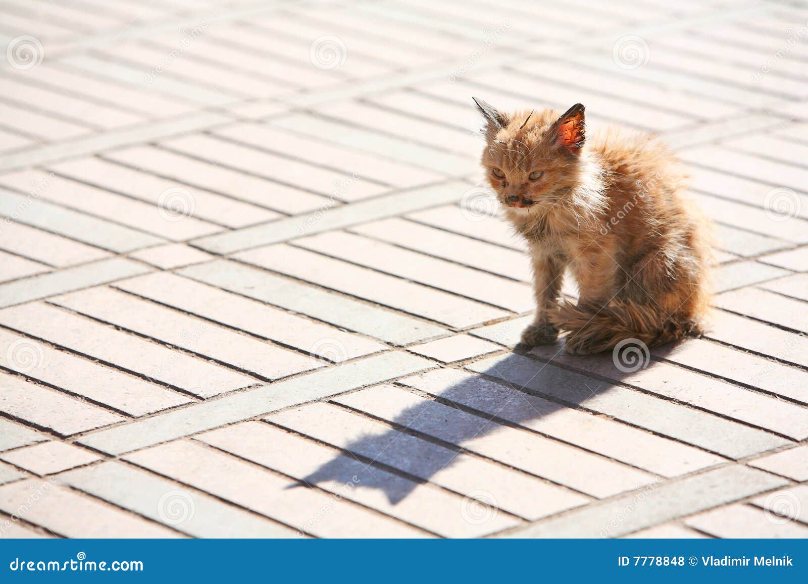 Poor kitten stock photo. Image of whiskers, assistance - 7778848
