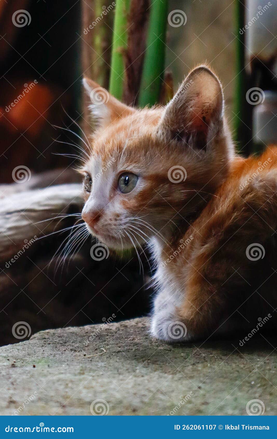 Poor Kitten stock image. Image of kitten, gone, nose - 262061107