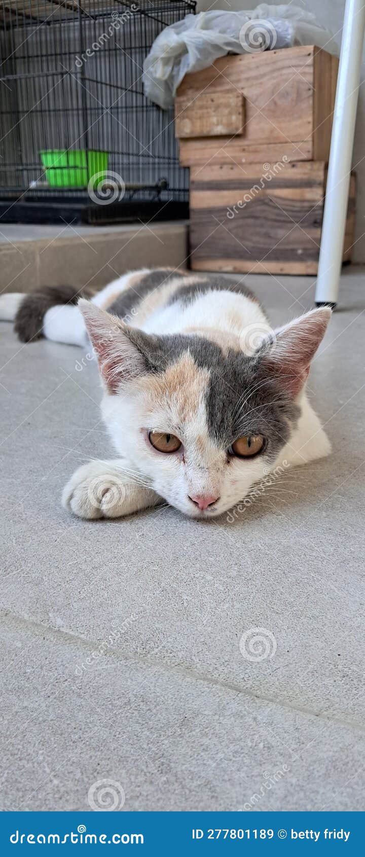 Poor Kitten Lying on the Ground Stock Image - Image of white, poor ...
