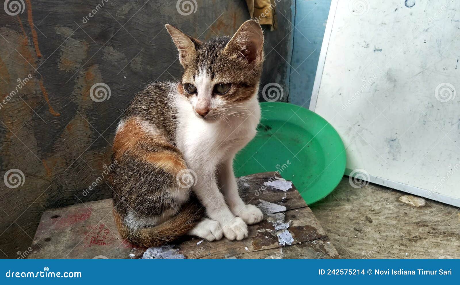 A Poor Kitten is Waiting for Its Mother Stock Photo - Image of natural ...