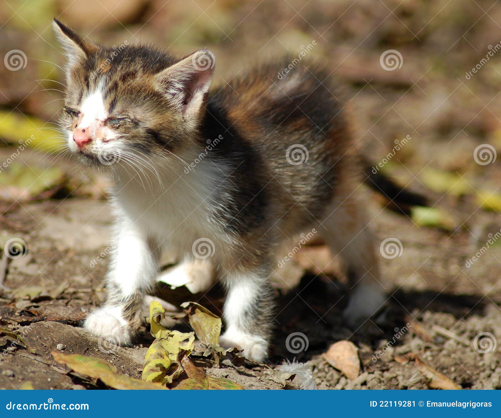 Poor kitty stock image. Image of feline, domestic, isolated - 22119281