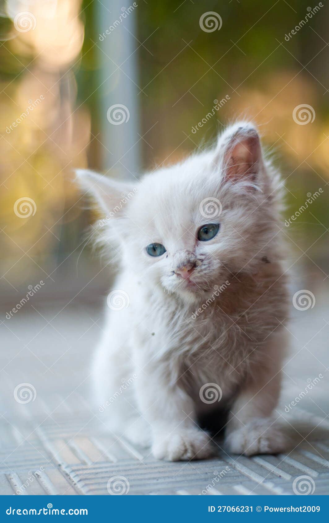Poor kitty stock image. Image of little, sweet, black - 27066231