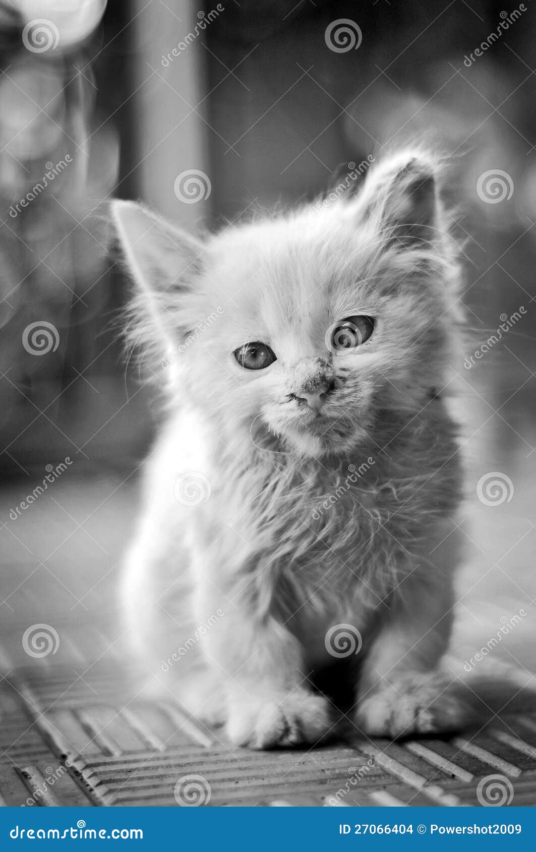 Poor kitty stock photo. Image of dirty, kitty, black - 27066404