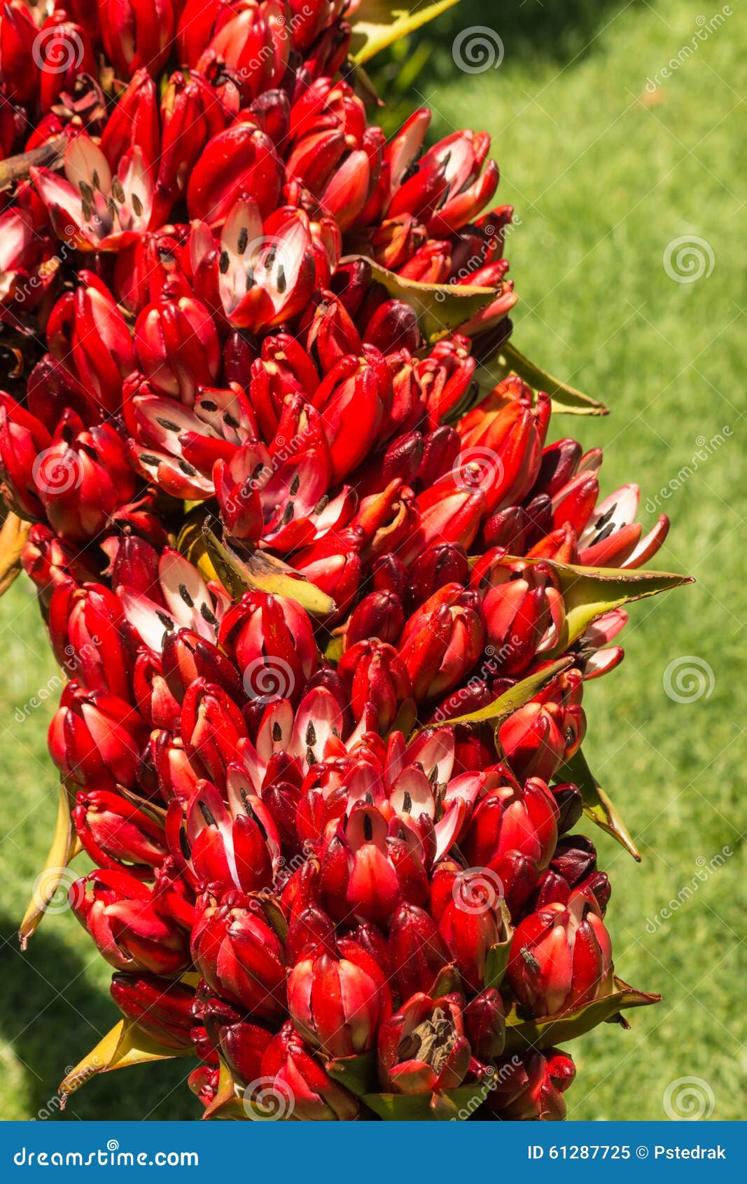 Poor Knights Islands Royalty-Free Stock Photography | CartoonDealer.com ...