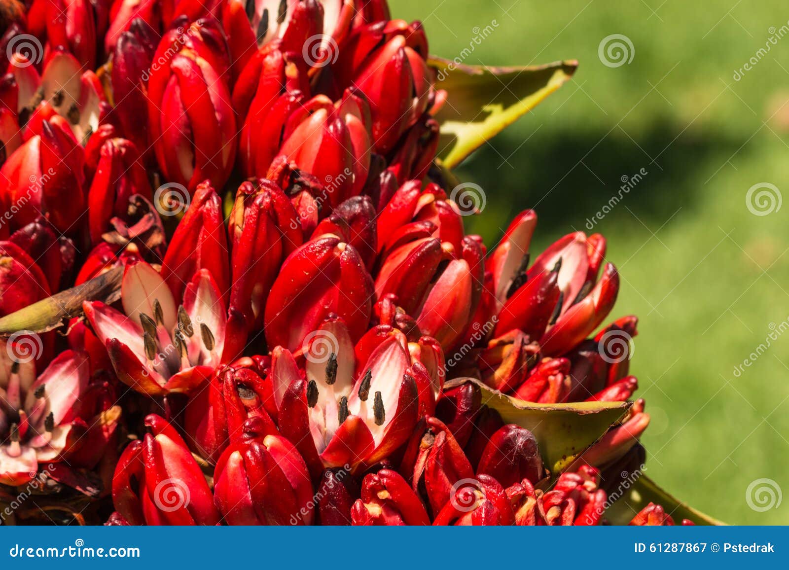 Poor Knights Islands Royalty-Free Stock Photography | CartoonDealer.com ...