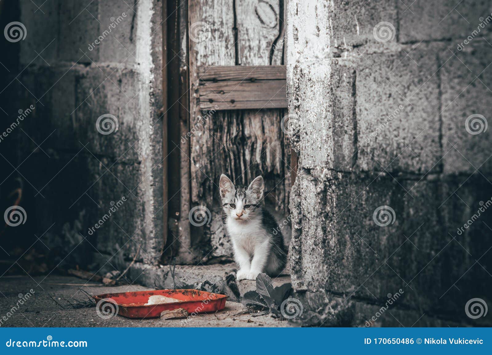 Poor Little Cat Waiting for Food Stock Photo - Image of outdoor, life ...