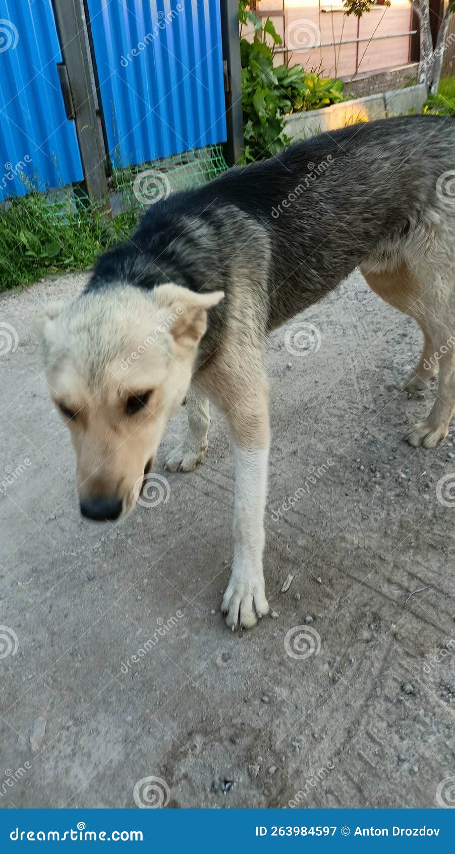 Poor little dog stock image. Image of hound, animal - 263984597