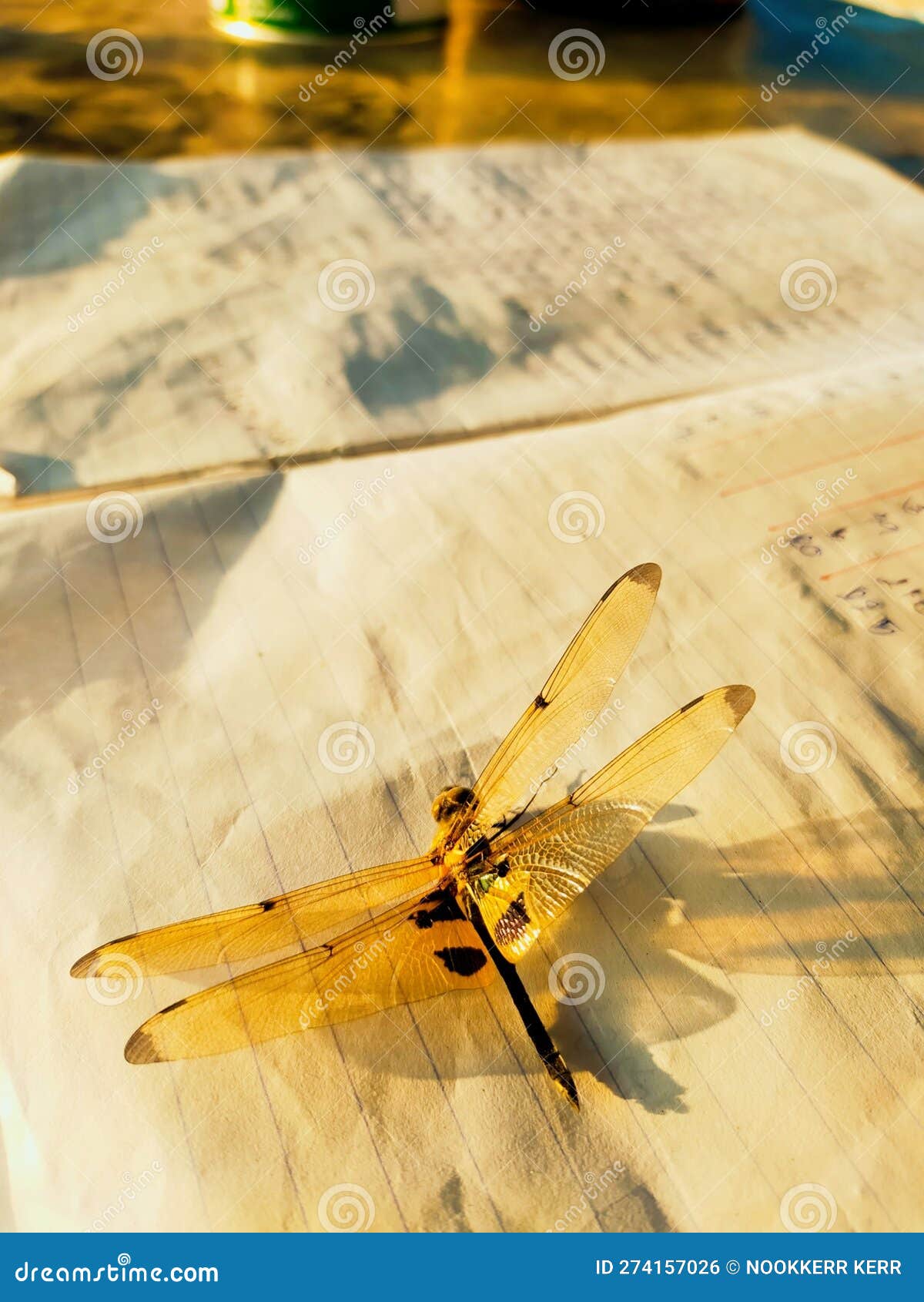 Poor Little Dragonfly Sad Dragonfly Stock Photo - Image of little ...