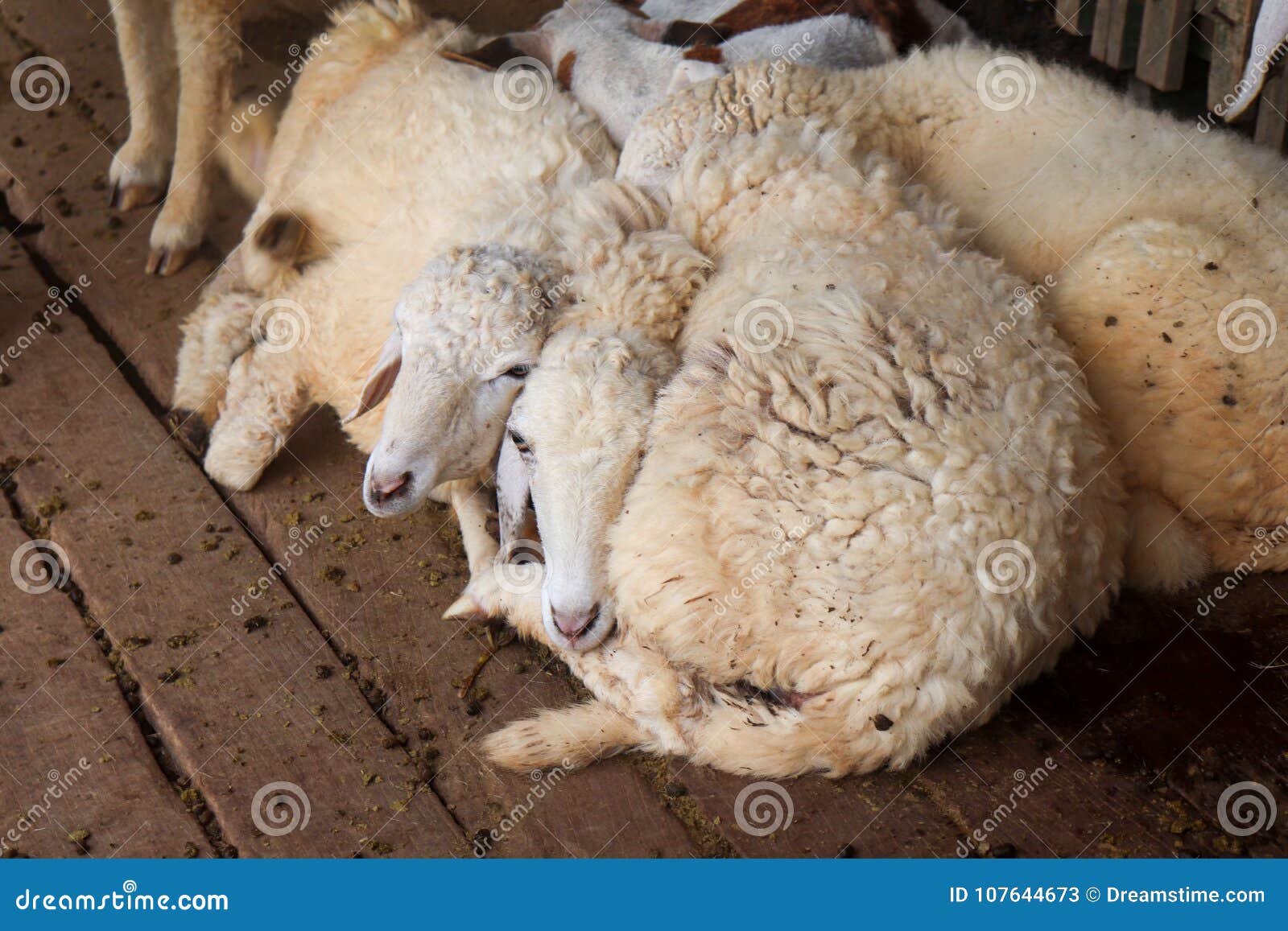 Poor little sheep stock image. Image of poor, feeding - 107644673