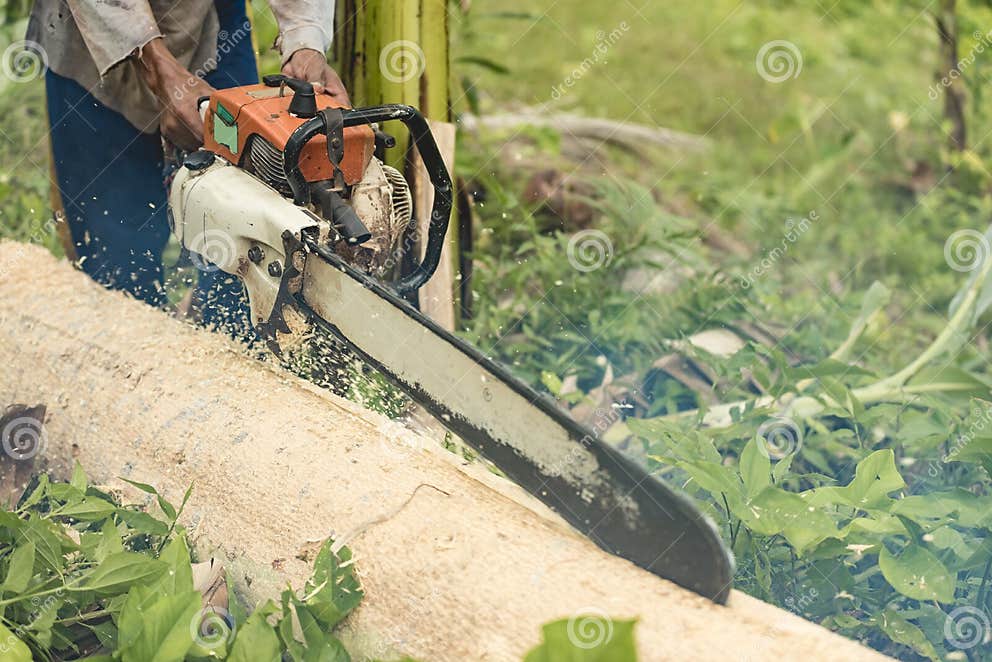 A Poor Logger Bisects a Fallen Gmelina Tree Trunk with a Petrol ...