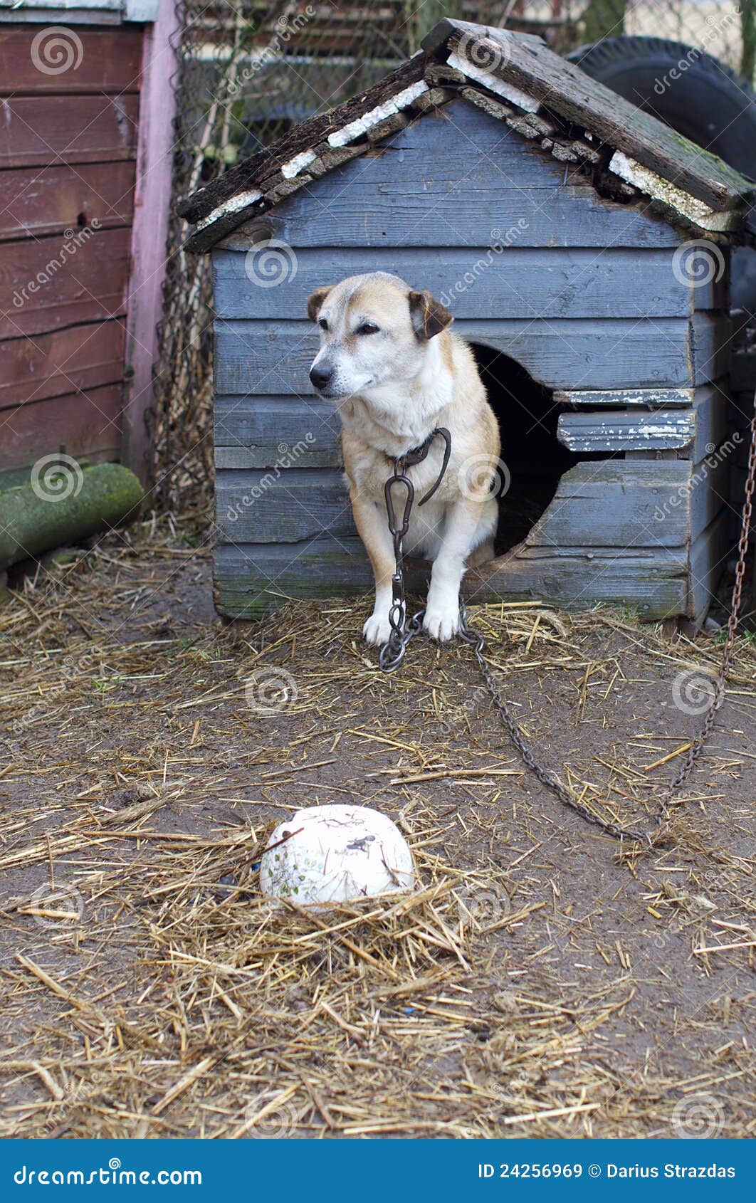 Poor lonelly dog stock image. Image of thirst, post, discomfort - 24256969